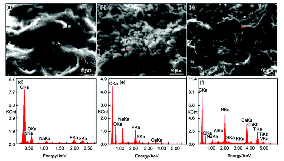 阳极氧化电压对钛合金TC4阳极氧化TiO 2 膜层表面的影响*
